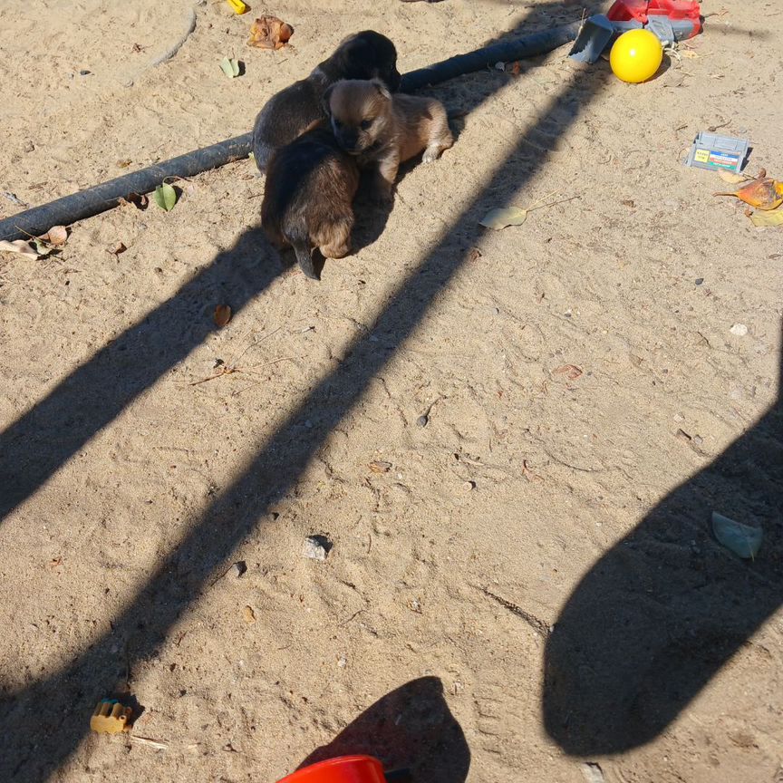 Прелестные щенки Чихуахуа