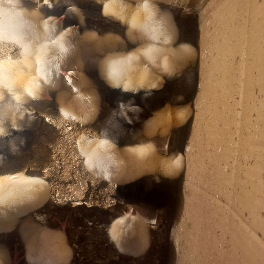 Циплята деревенские