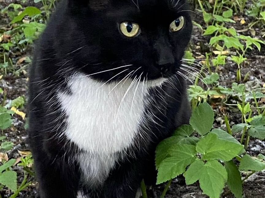 Кастрированный котик ищет дом