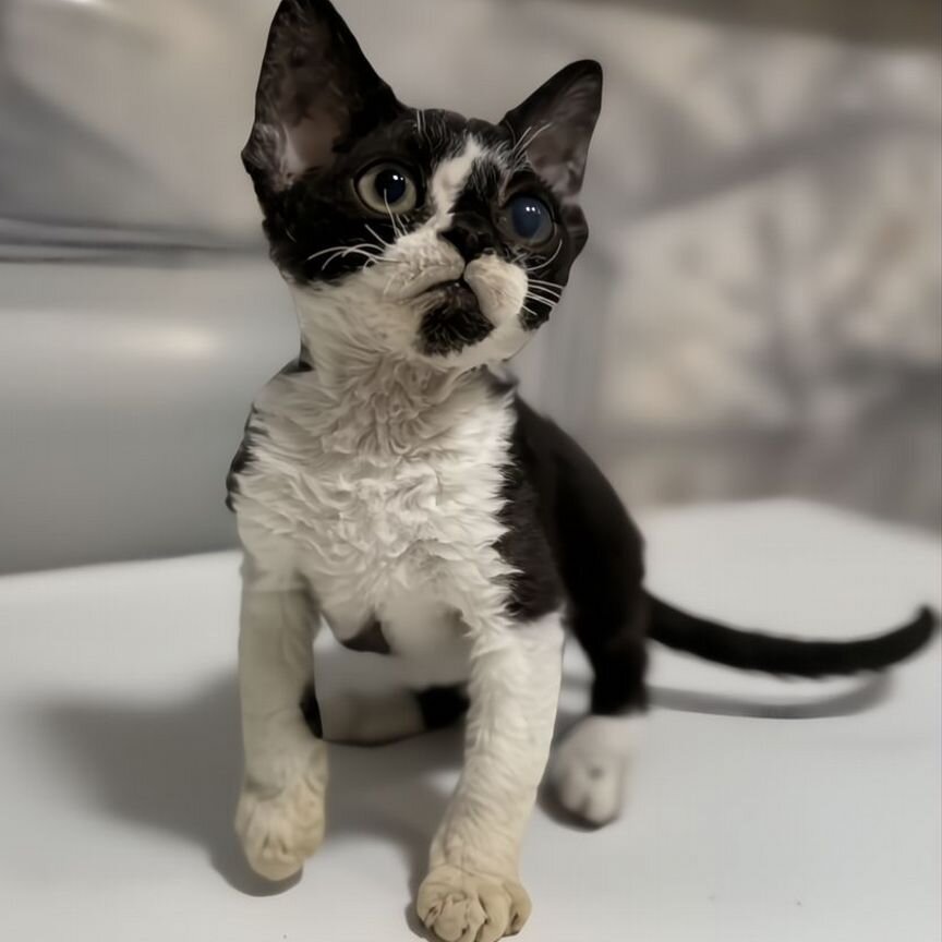 Девон-рекс котёнок