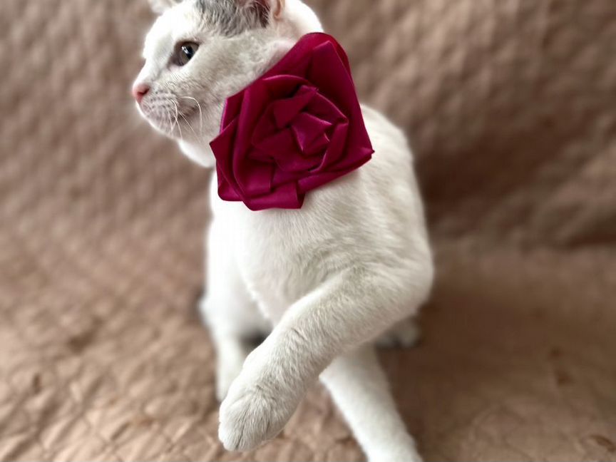 Белоснежка Китти 6,5мес. кошка в добрые руки