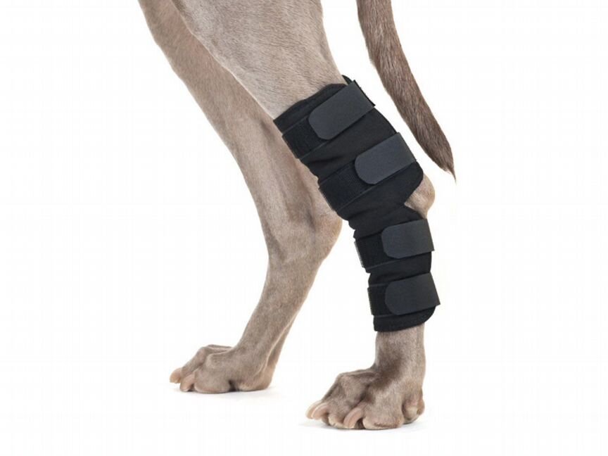 Бандаж на колено собаки Back on track