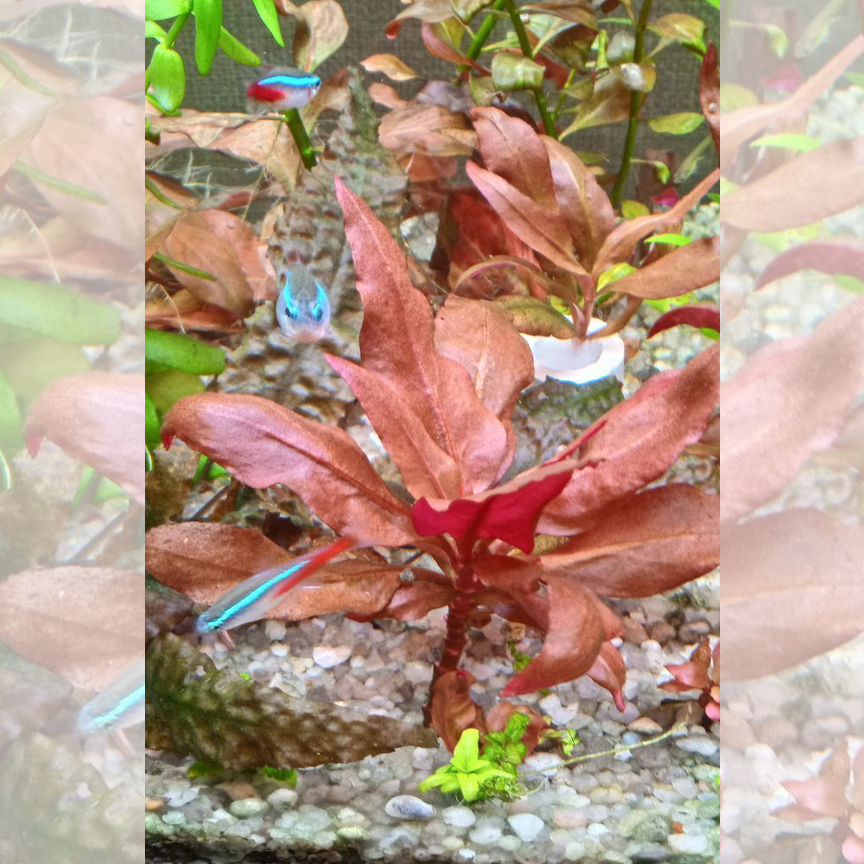 Аквариумное растения Альтернатива мини