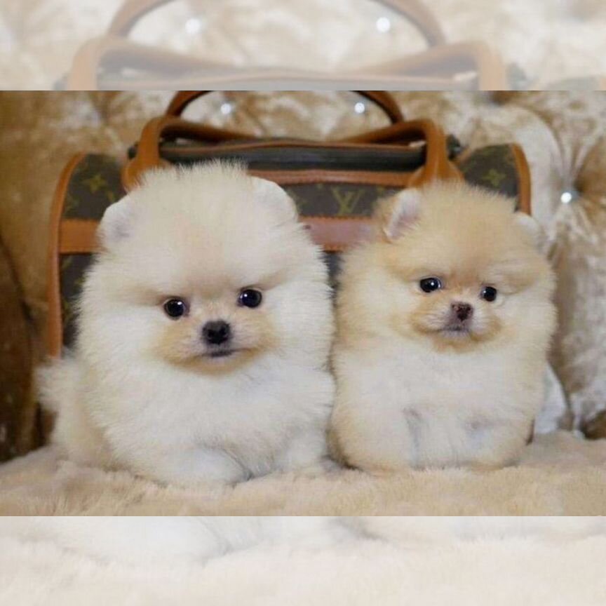 Померанцы минимишки