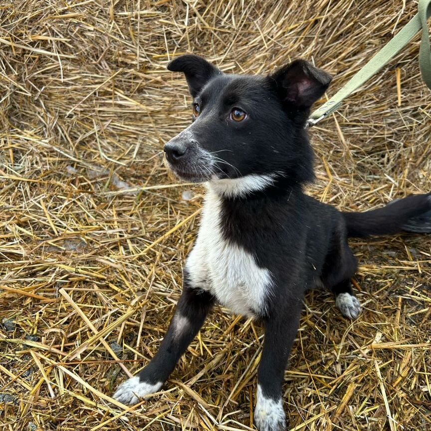 Собака в добрые руки отдам бесплатно