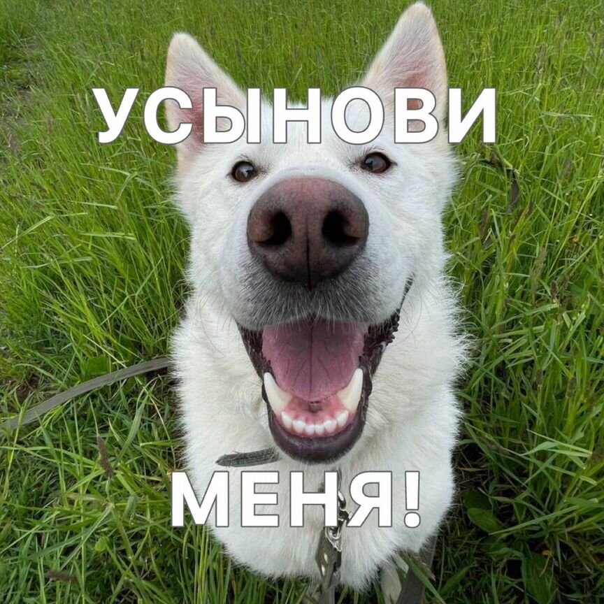 Взрослый пёс в добрые руки