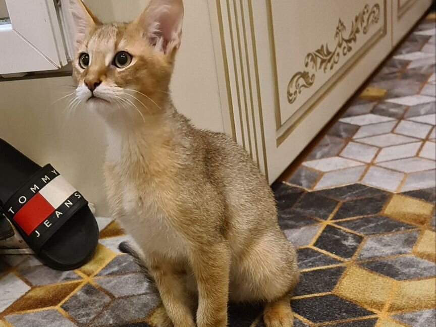 Котята чаузи ф1