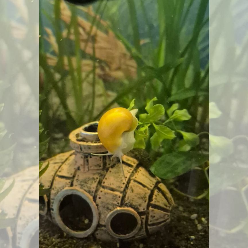 Ампулярии, пистия