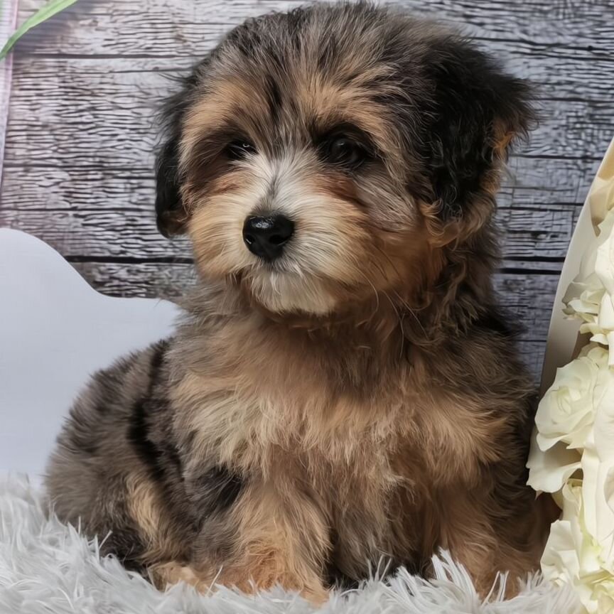 Мальтипу, щенок