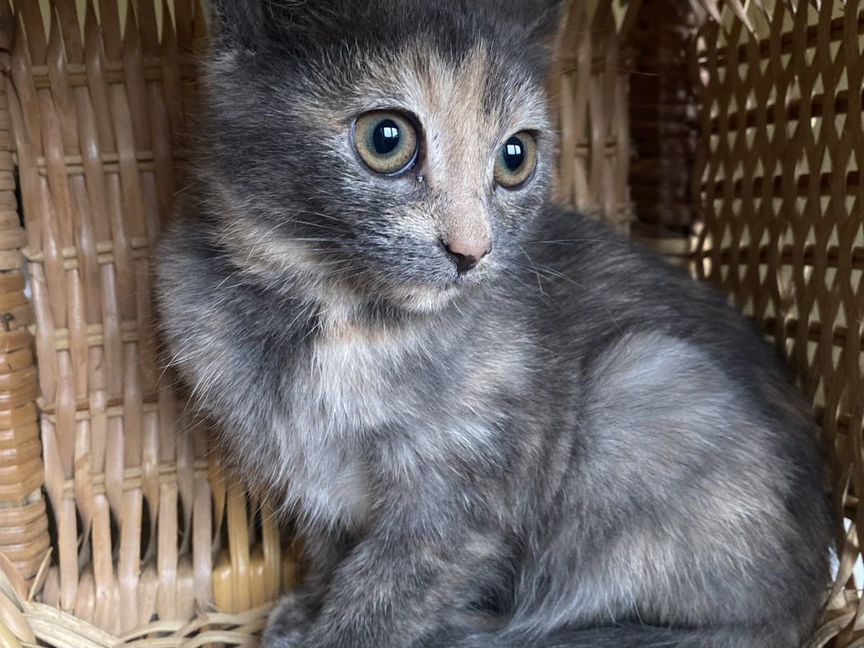 Ласковый котенок в хорошие руки