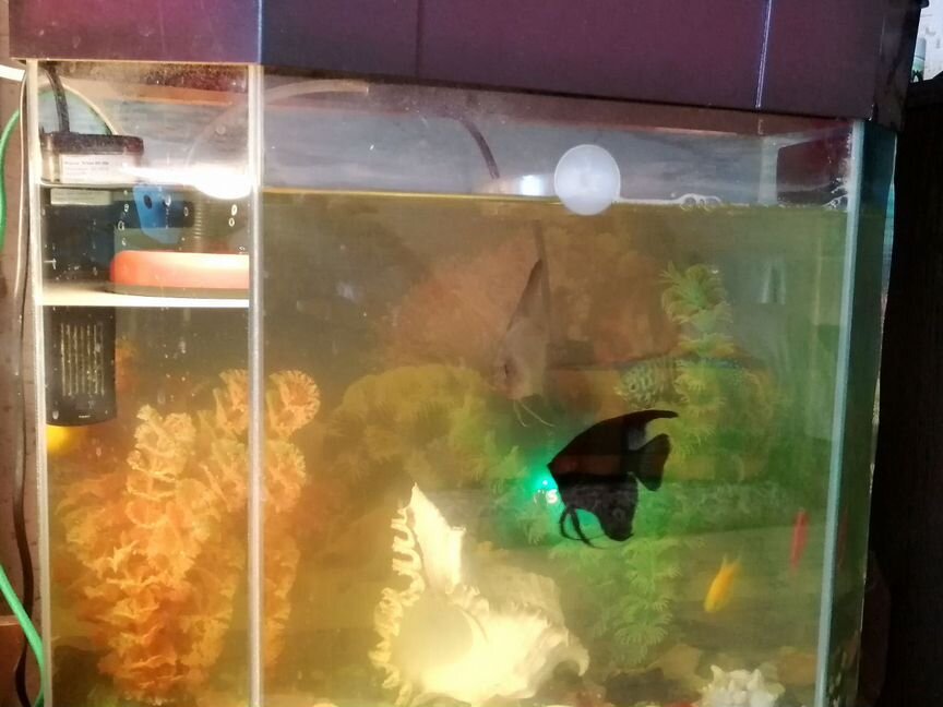 Аквариум на 30 литров, с рыбками