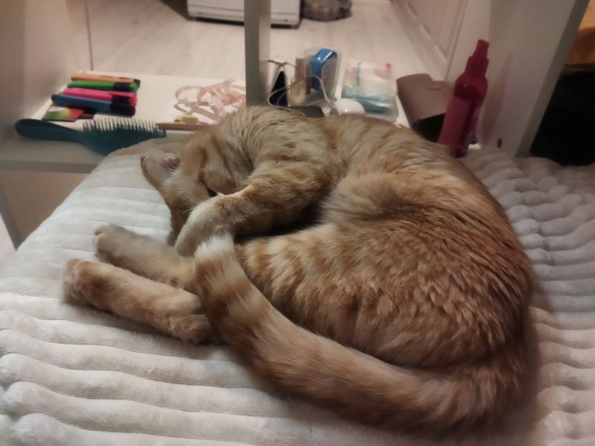 Коты отдам в добрые руки