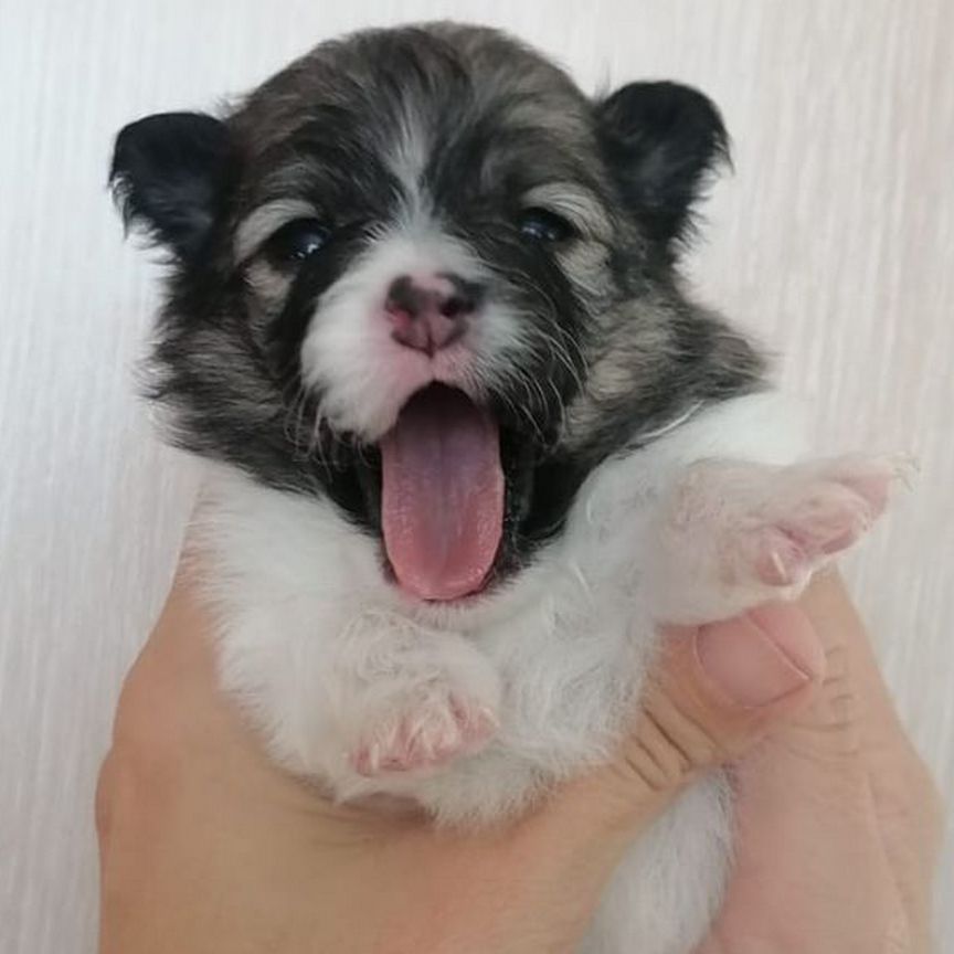 Померанский шпиц