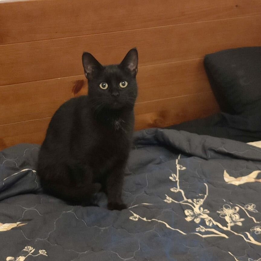 Кошка Чебурашка в добрые руки