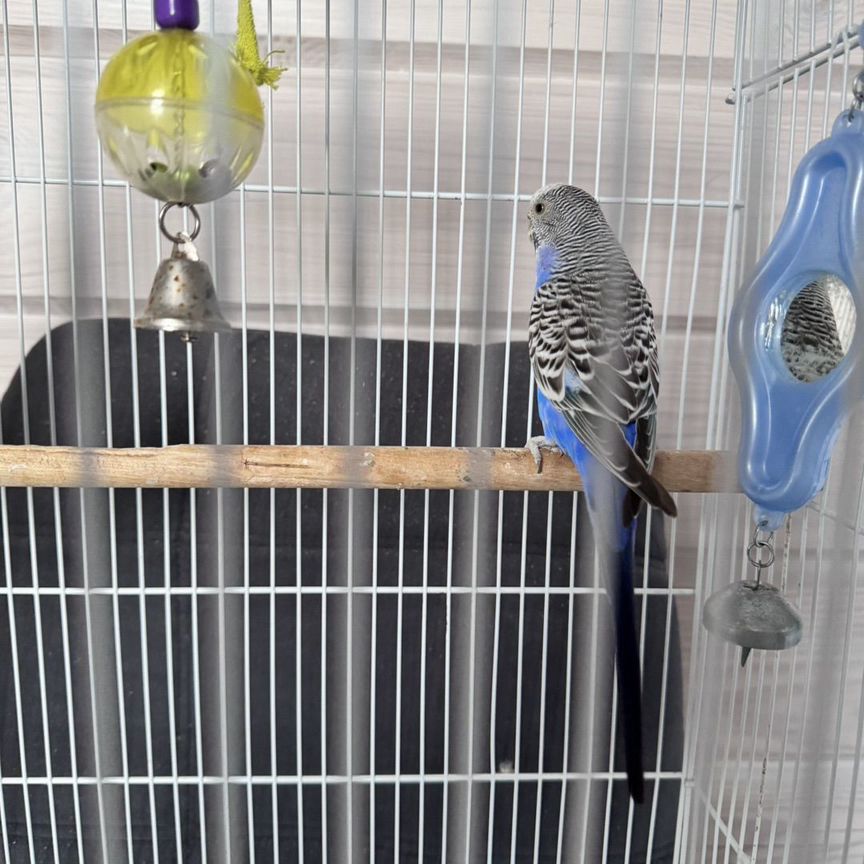 Волнистые попугаи