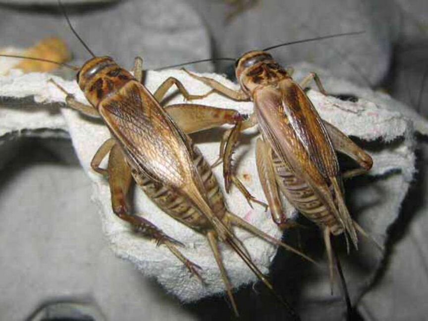 Кормовые насекомые (заморозка)