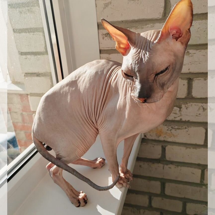 Кот донской сфинкс вязка