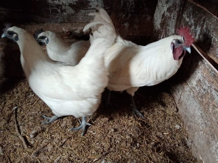 Семья китайских кур с лечебным яйцом 2+1