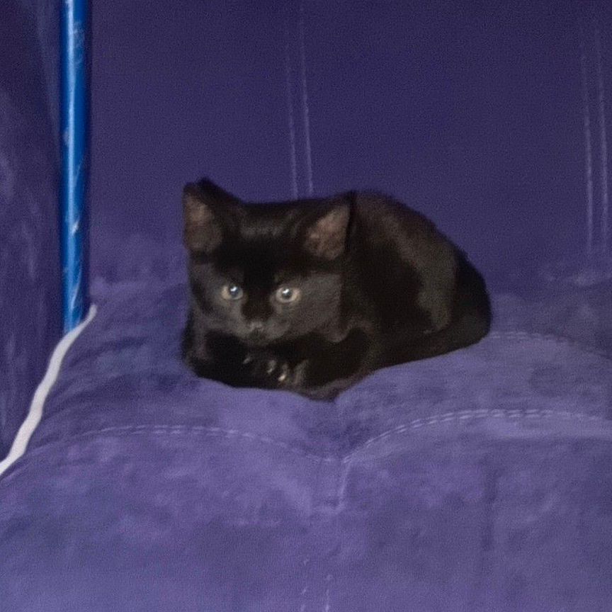 Банти ищет маму (или папу)