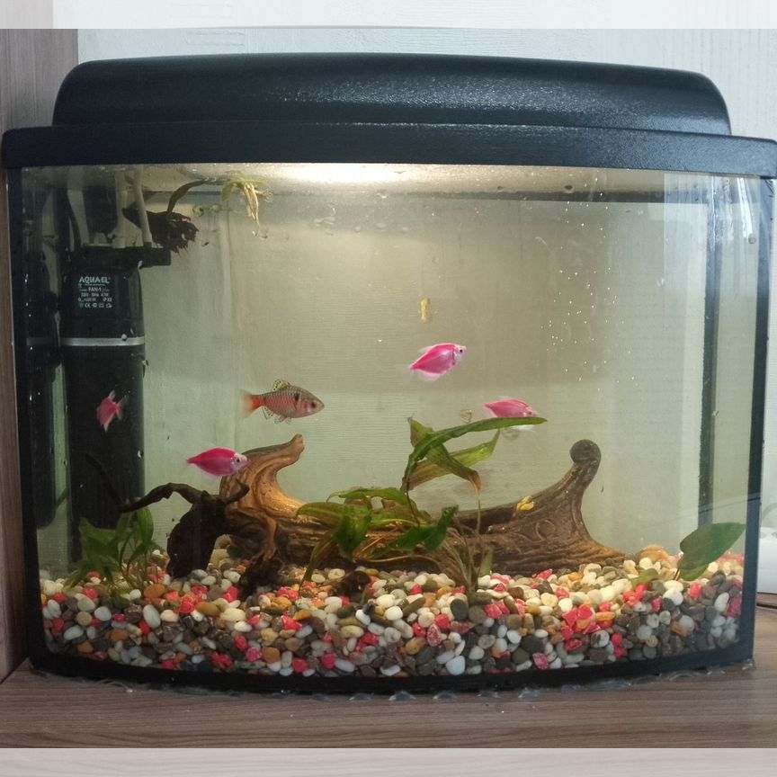 Аквариум с рыбками