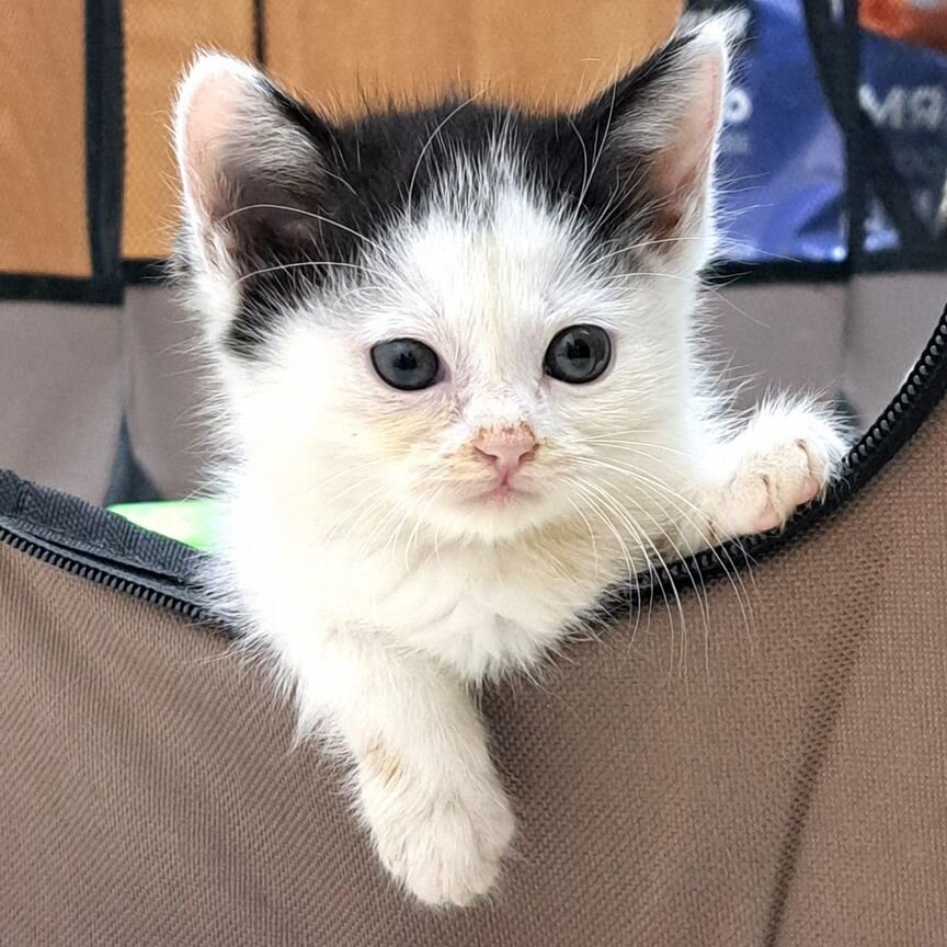 Котёнок в добрые руки