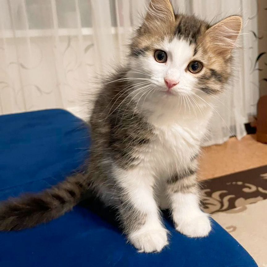 Отдам в добрые руки милых котят