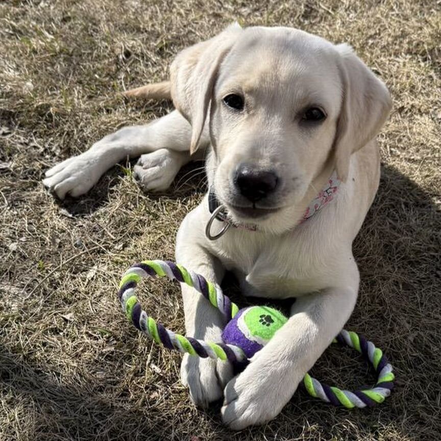 Лабрадор-ретривер, щенок