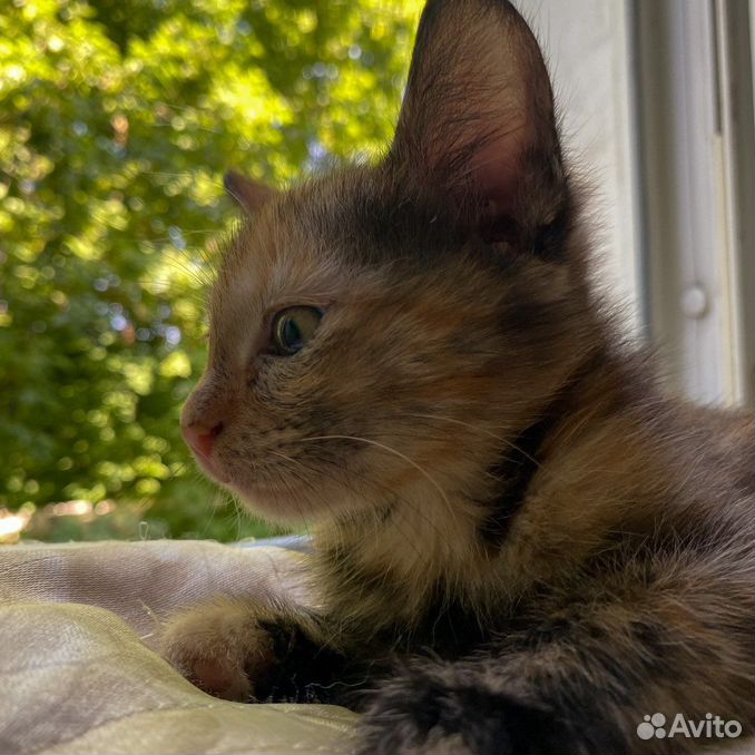 Котенок девочка черепашка