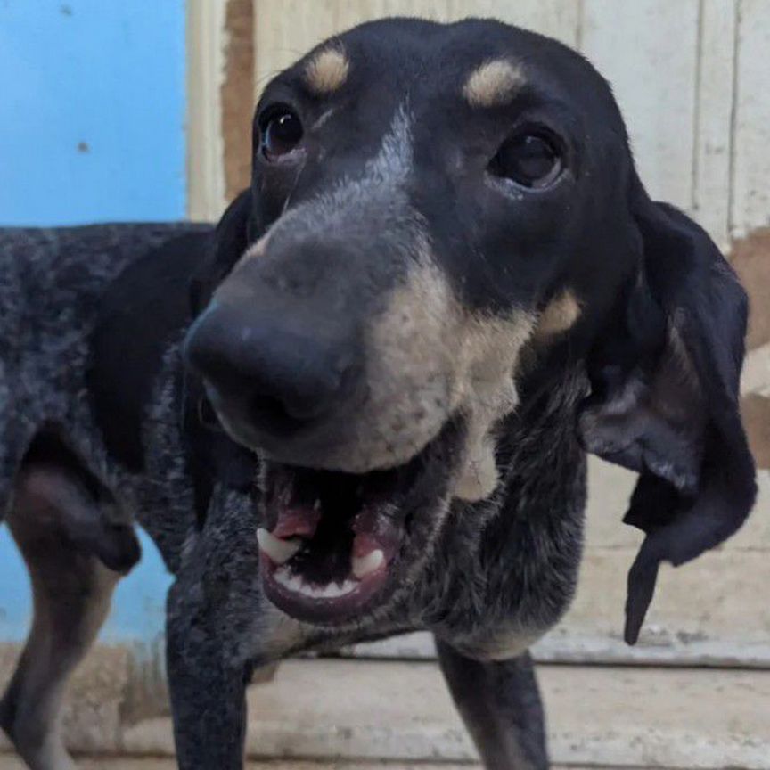 Взрослый пёс в добрые руки