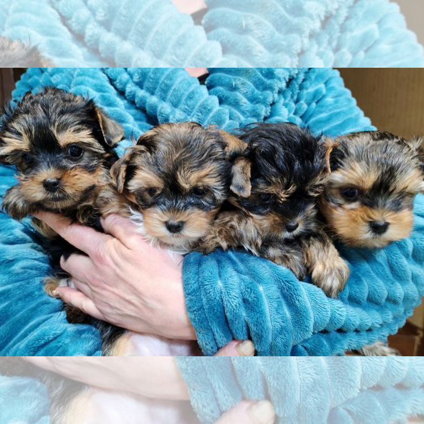 Йоркширский терьер, щенок