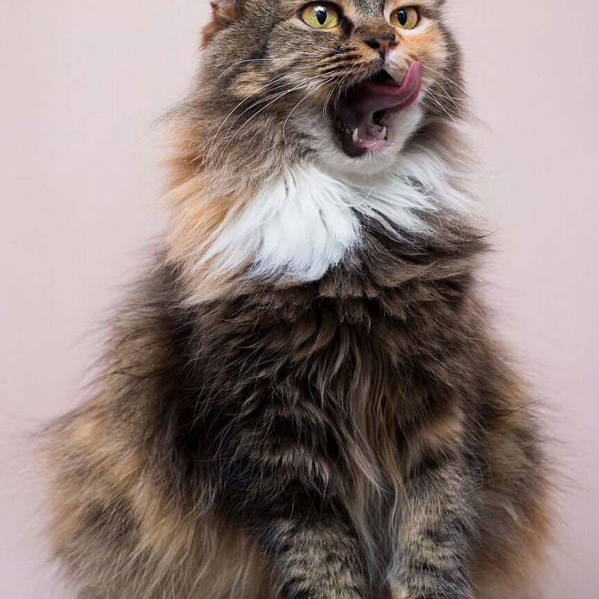 Хозяйка меня чуть не отправила на тот свет