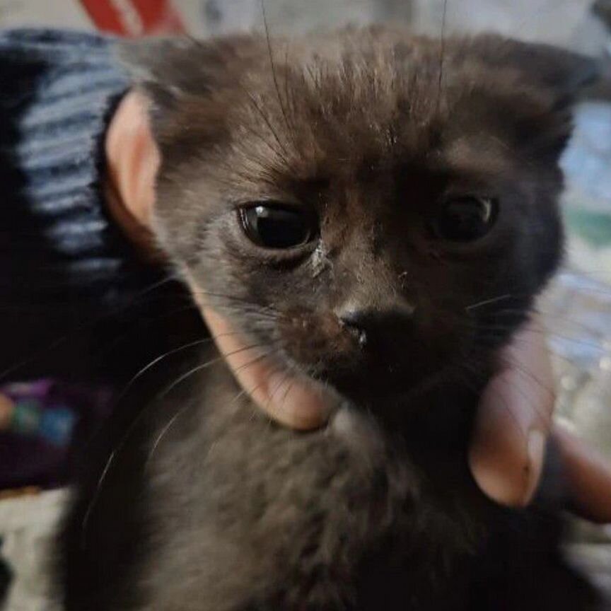 Котёнок в добрые руки