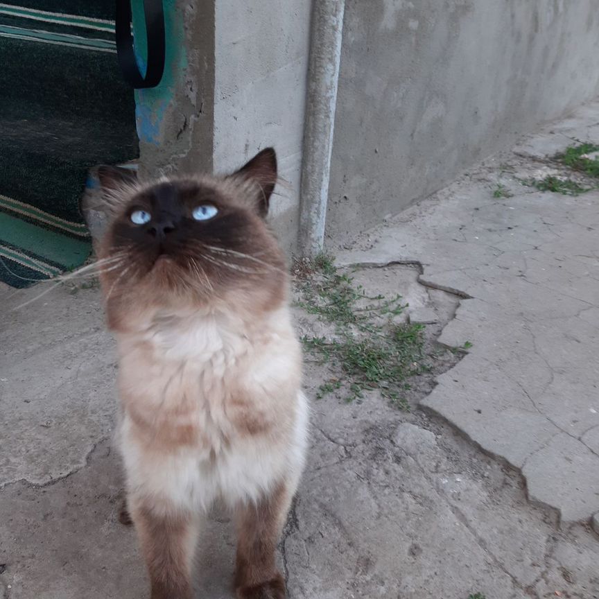 Помогите найти котику дом