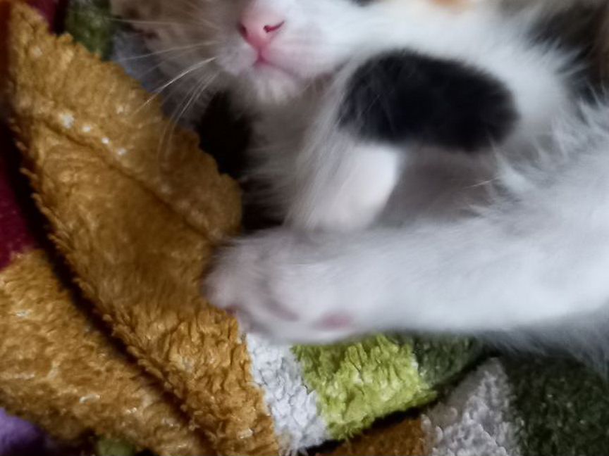 Отдам в добрые руки котят девочки лоток на 5