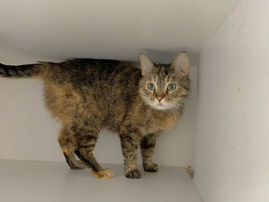 Не надеется