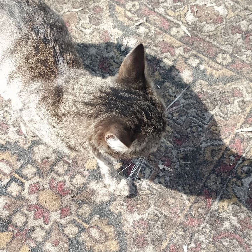 Взрослая, кошка в добрые руки