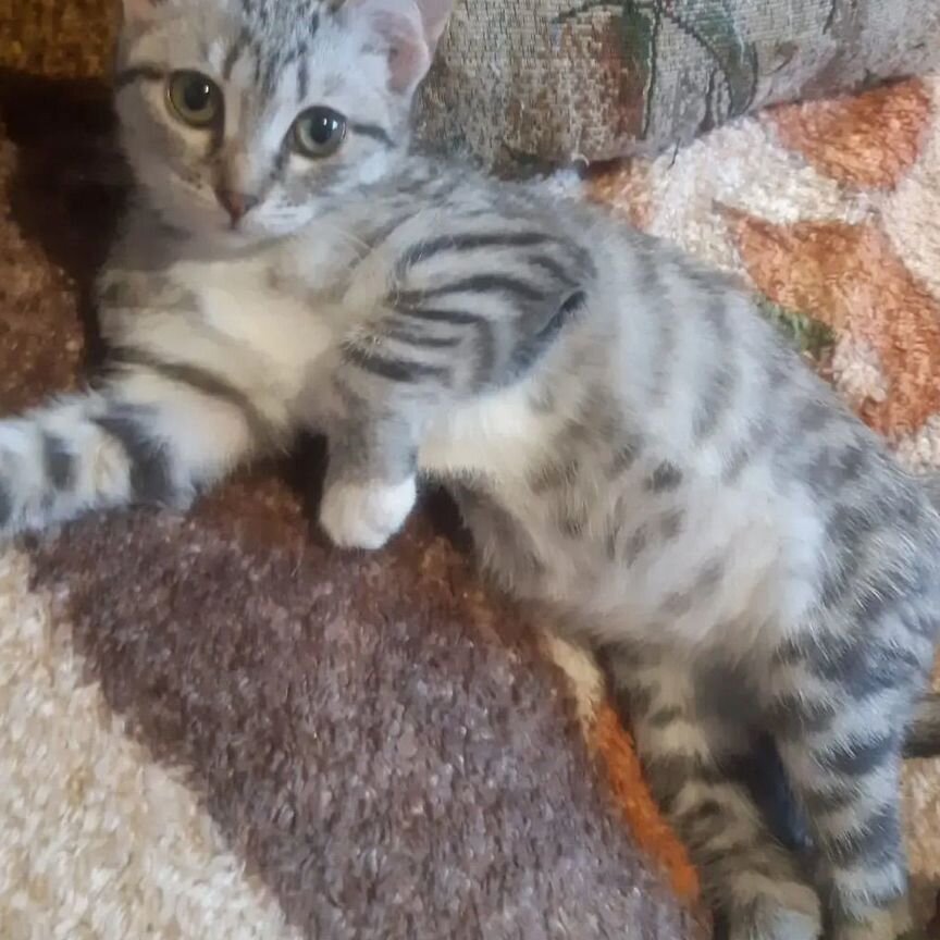 Котёнок в добрые руки