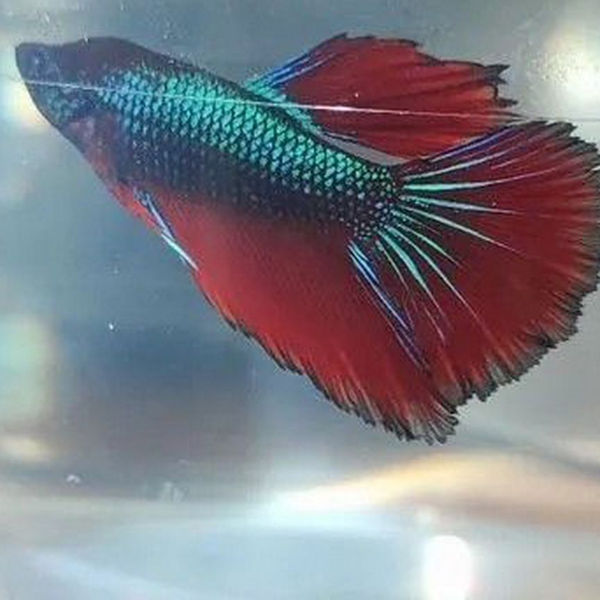 Рыбка петушок (betta)