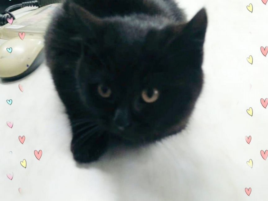 Котенок девочка в добрые руки