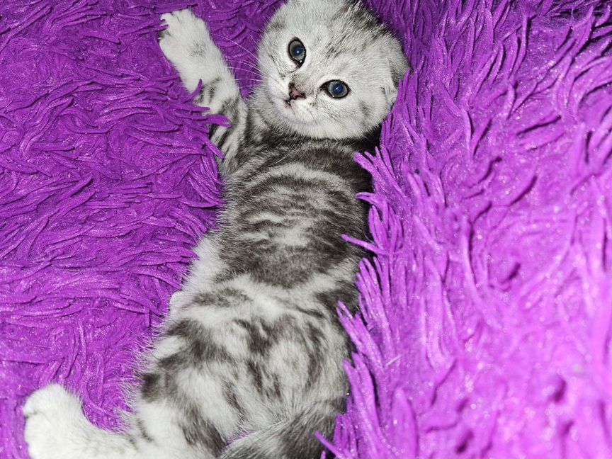 Котята в добрые руки девочка вислоухая кошка