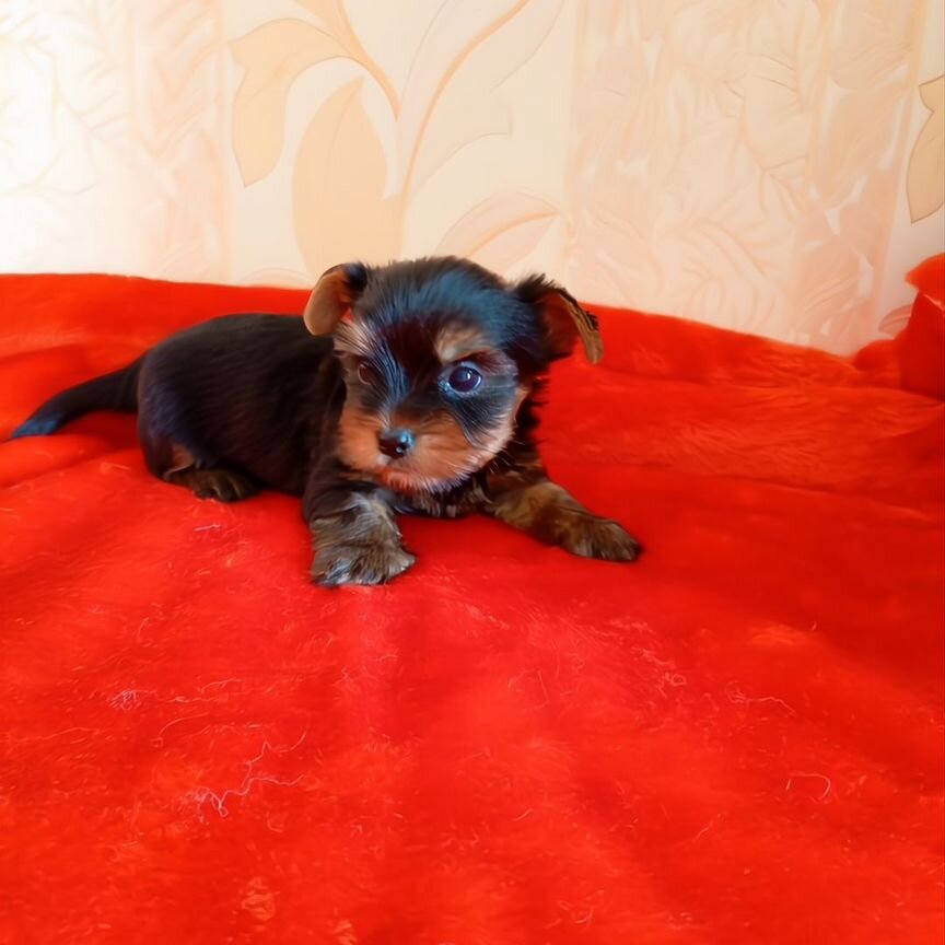 Йоркширский терьер, щенок