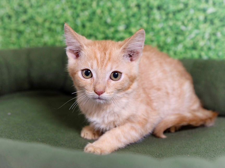 Котёнок хочет стать любимым и домашним