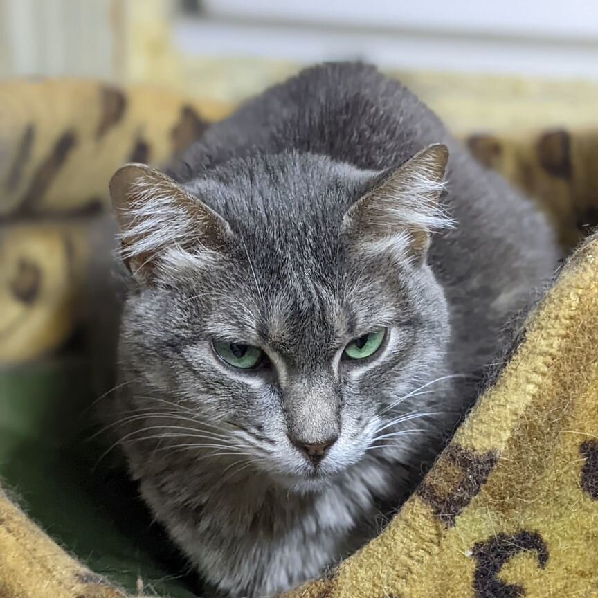 Дакоте нужна семья