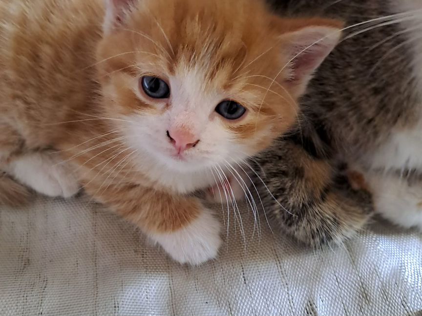 Котята в добрые руки бесплатно приученные к лотку