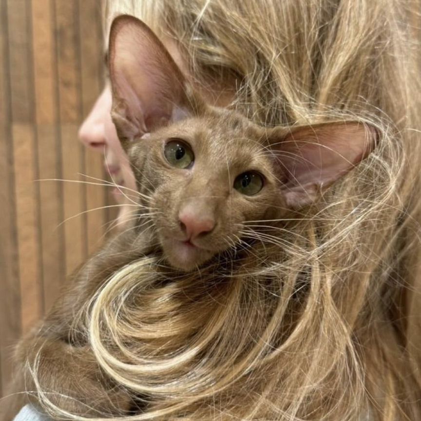 Ориентальный котёнок