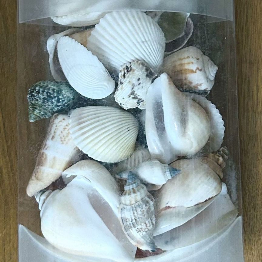 Морские ракушки цветные раковины