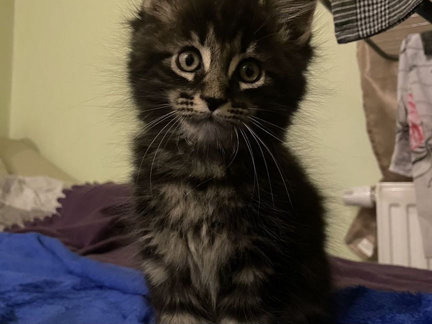 Котенок Мейн-Куна