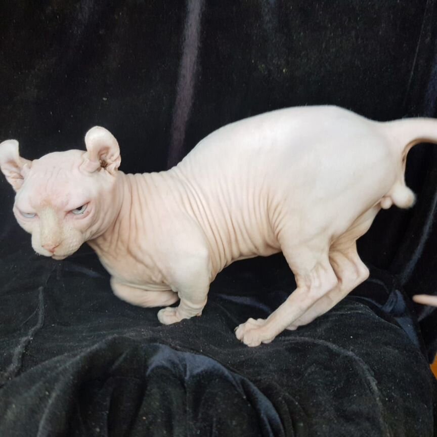 Двэльф. Котик