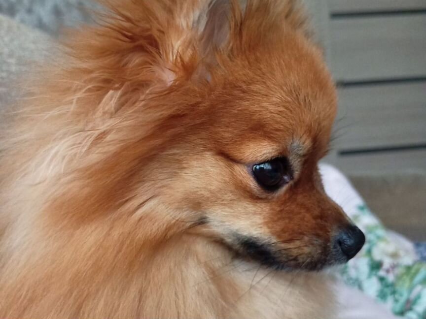 Немецкий шпиц