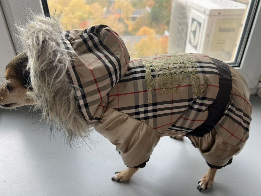 Одежда для собак